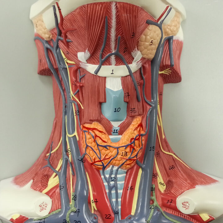 Head and neck division sees development of endocrine specialty ...